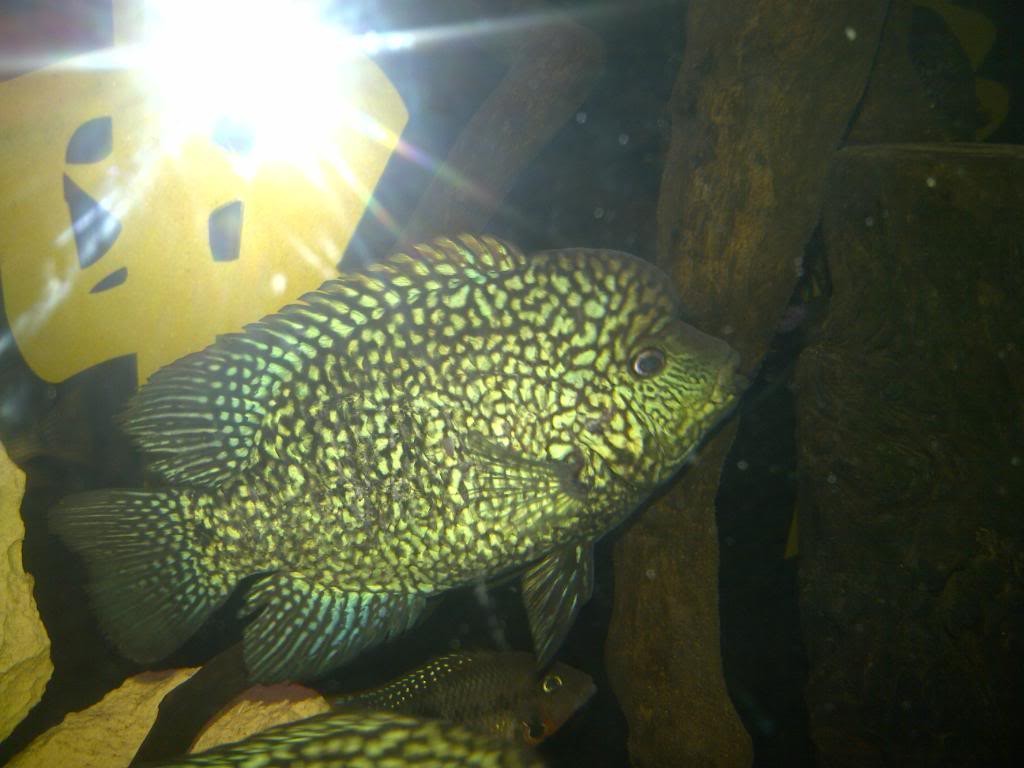 The Escondido Cichlid | Tank Facts