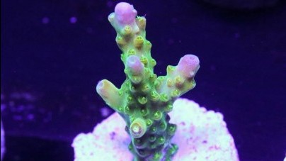 Paletta Pink Tip Acropora